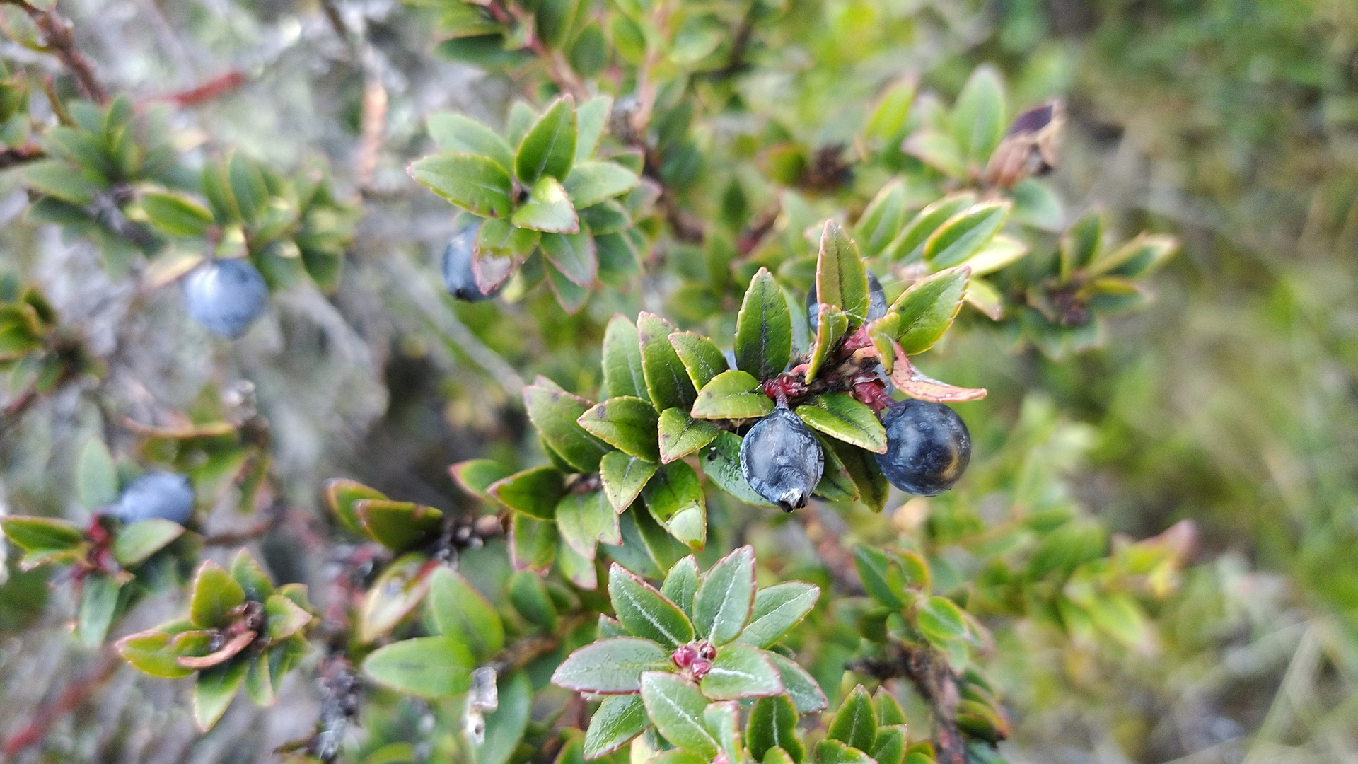 Dulce de agraz, delicia en lo más alto de Colombia