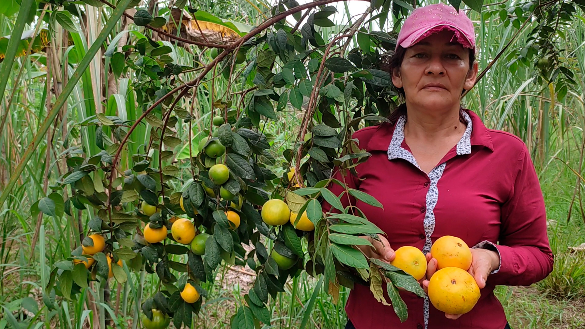 Postre de arazá, dulce sabor de la Amazonía colombiana