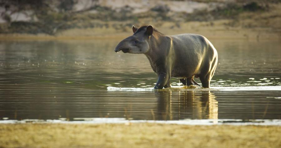 Turismo en Guainía | Planes y riqueza natural
