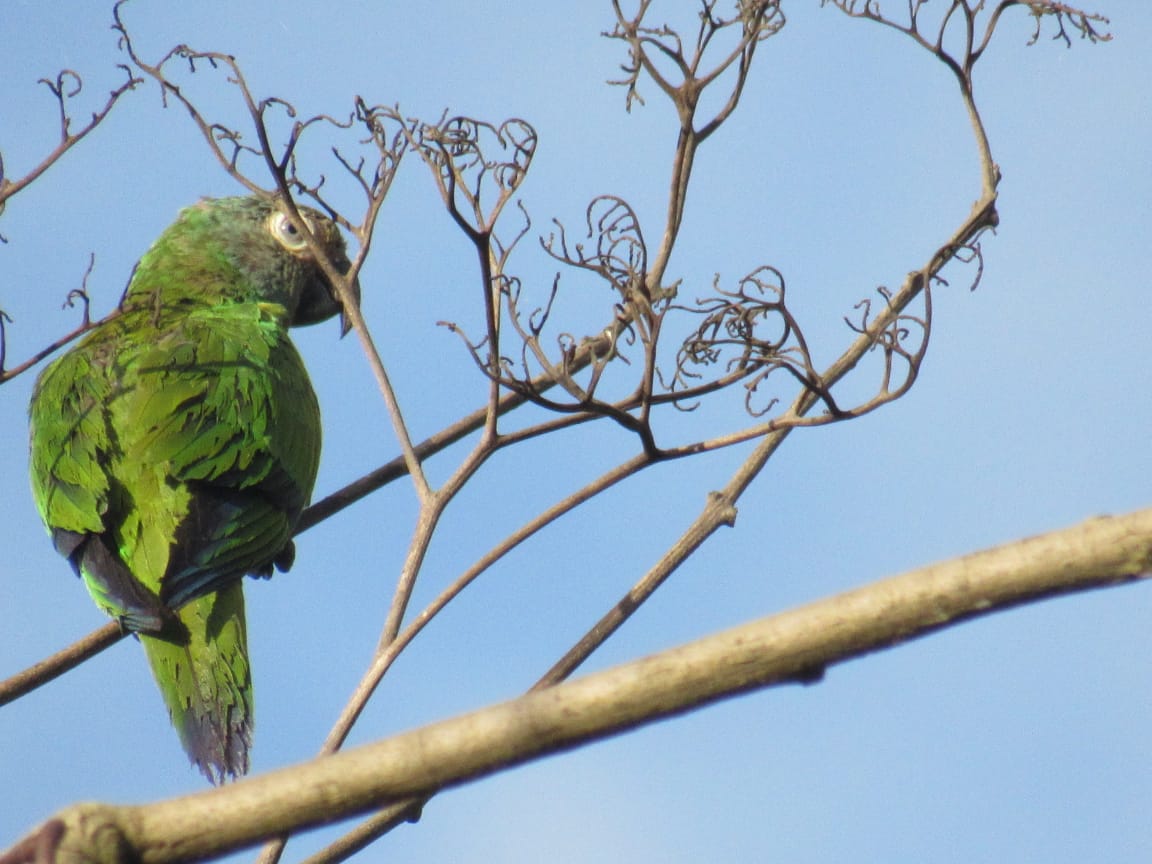 Loros amazónicos tienen un cuidador en Solano, Caquetá