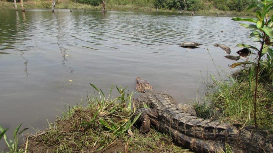 Animales del Meta que están en peligro de extinción