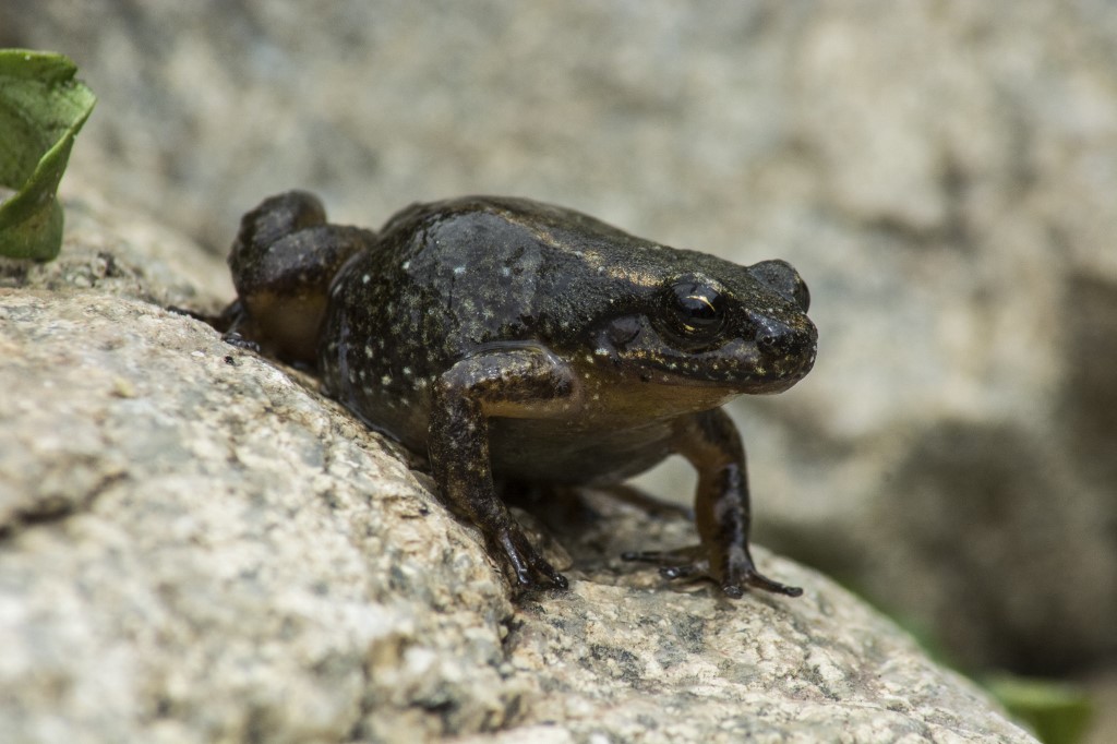 Rana de Mucuchíes en venezuela, peligro de extinción