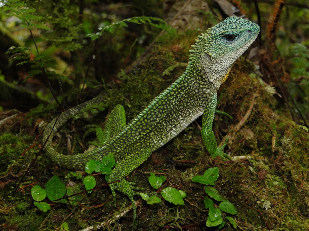Nueva especie de lagartija fue descubierta en Perú