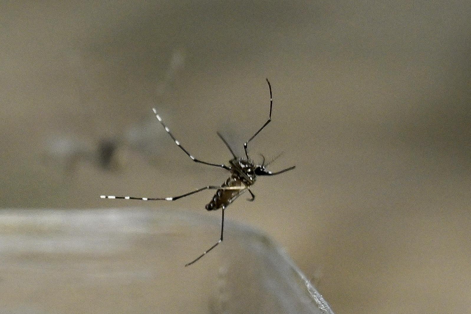 Dengue en Colombia: biofábrica de mosquitos