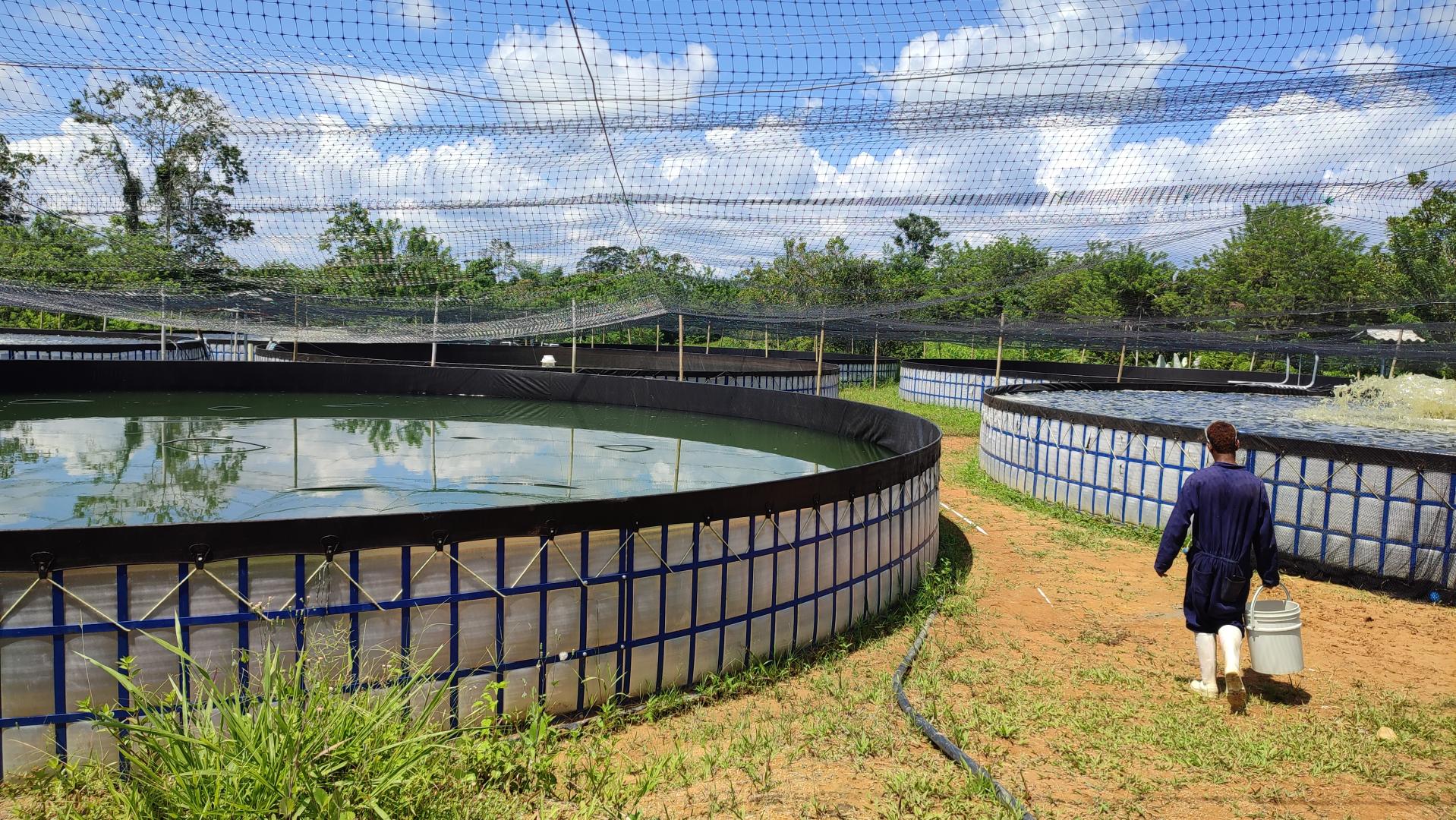 Piscicultura en Tumaco: qué es, tipo de peces y sistema biofloc