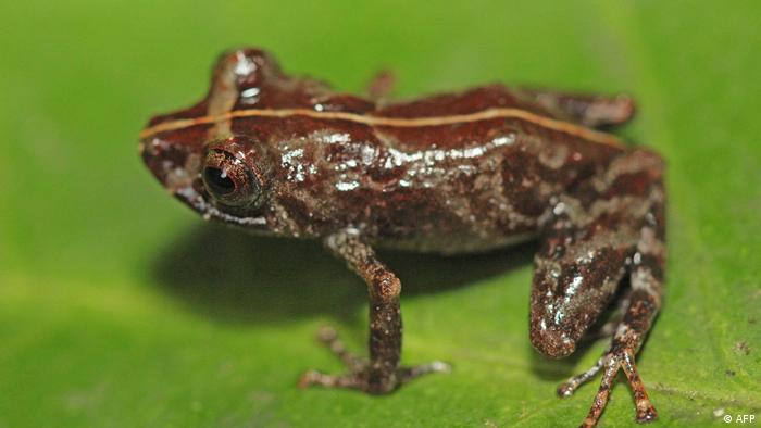 Descubren nueva especie de rana amazónica en Perú