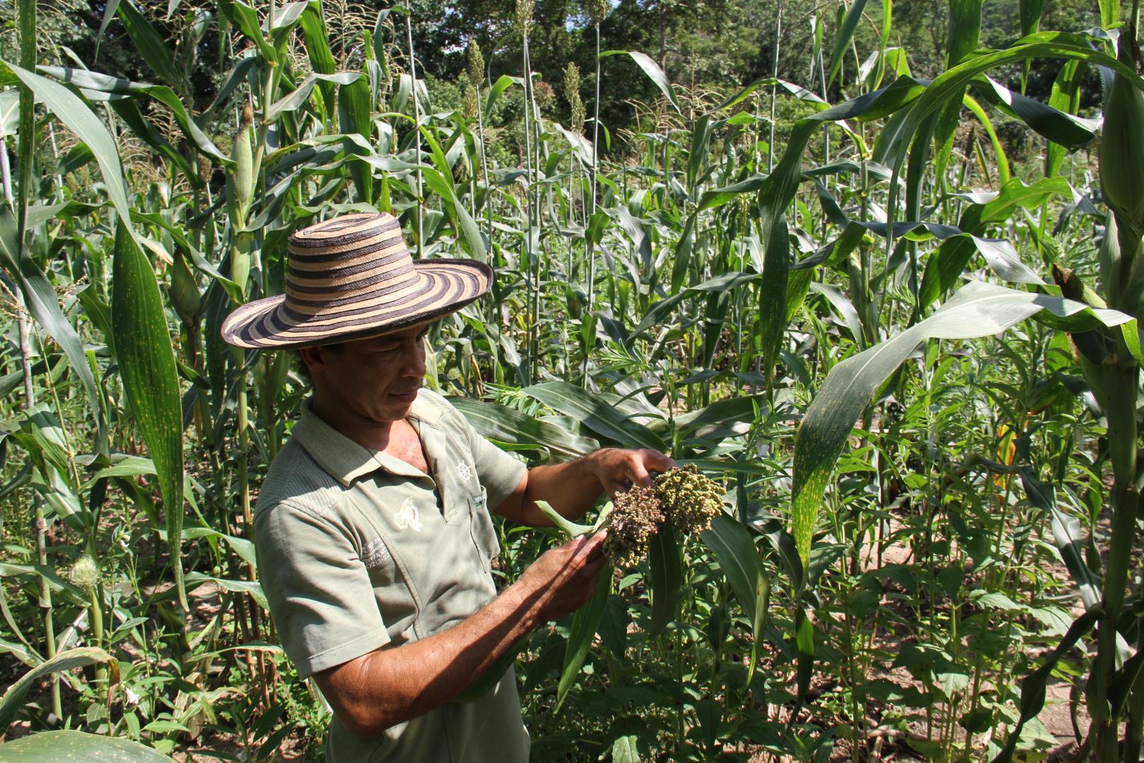 Millo: cereal con altos nutrientes que se cultiva en Atlántico