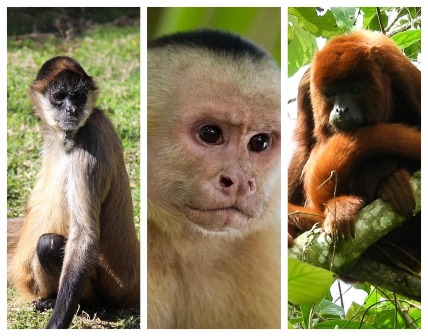 Siete especies de primates de Latinoamérica en peligro de extinción