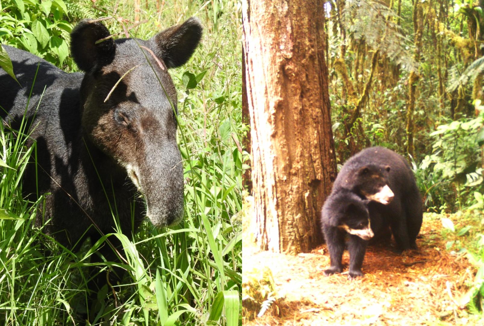Oso andino y danta de montaña: especies de protección en el Huila