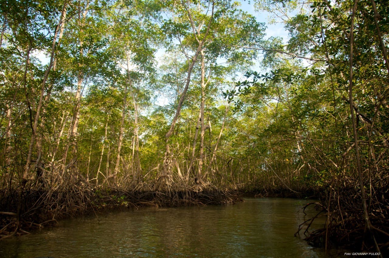 Manglares en Colombia, cruciales en la conservación de especies marinas