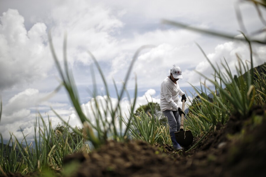 Crédito rural: 9 líneas especiales para productores | Gobierno