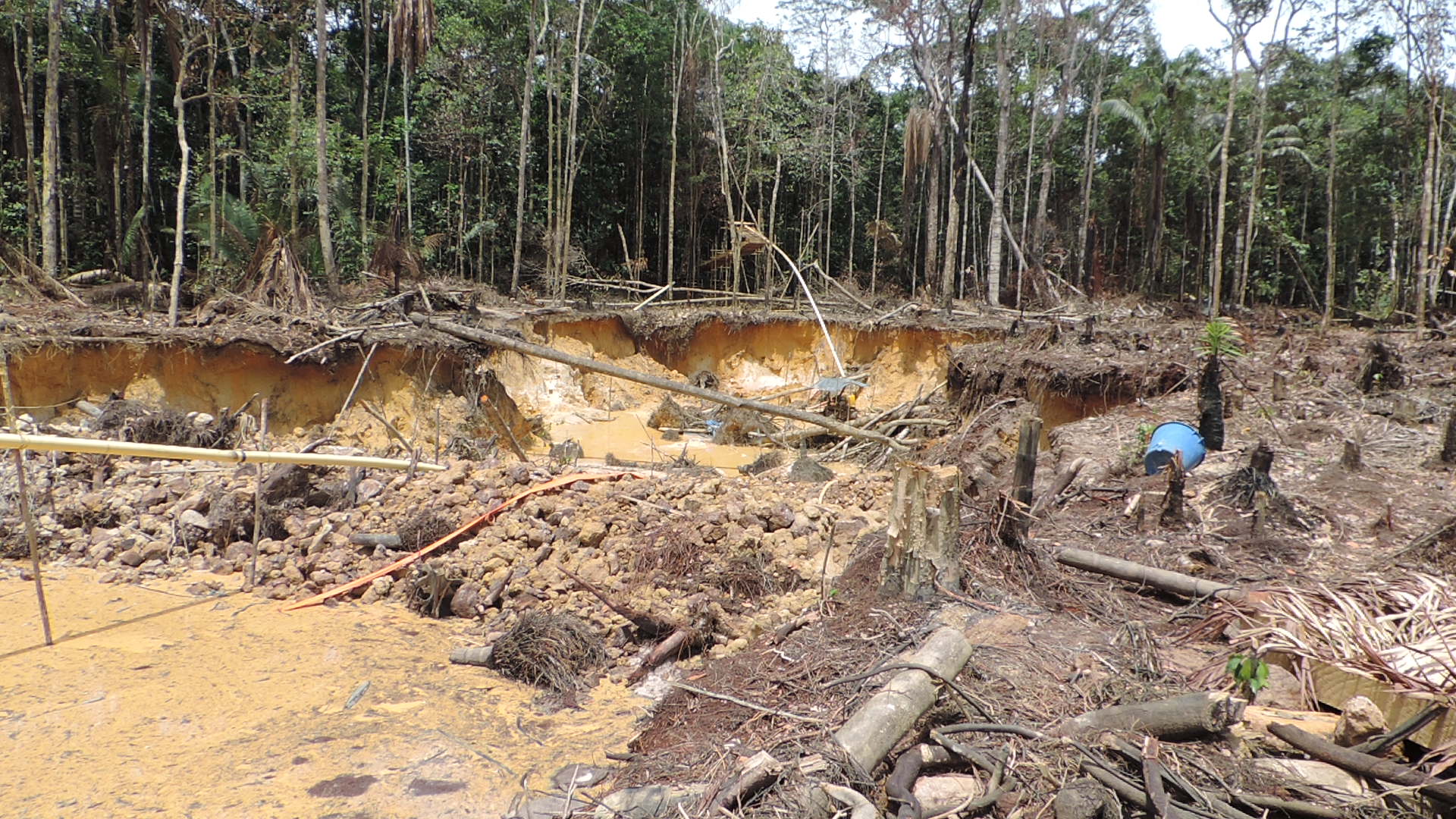 Deforestación: ¿por qué debemos preocuparnos?