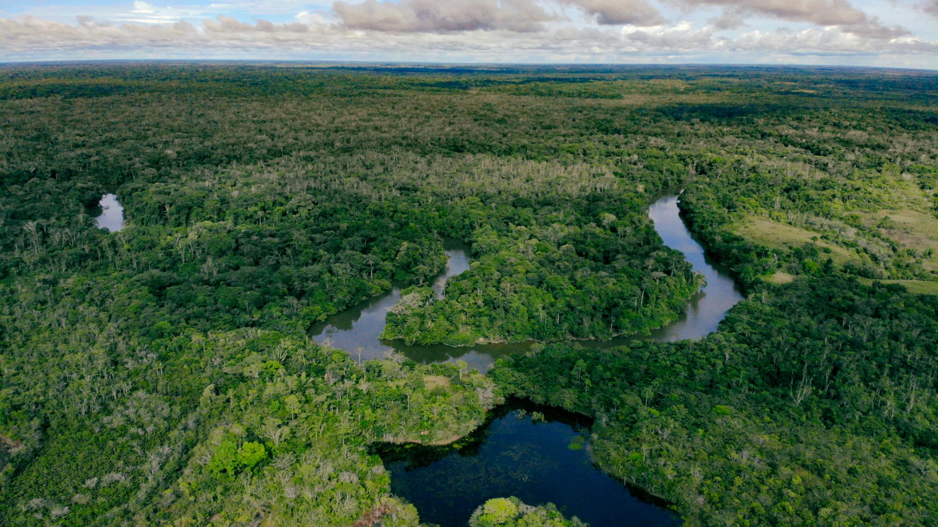 Amazonía: palmas, fuente de vida y pervivencia cultural