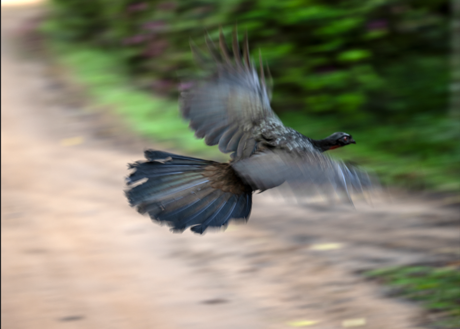 ¿Café obtenido de los excrementos de un pájaro? Conoce esta curiosa ...