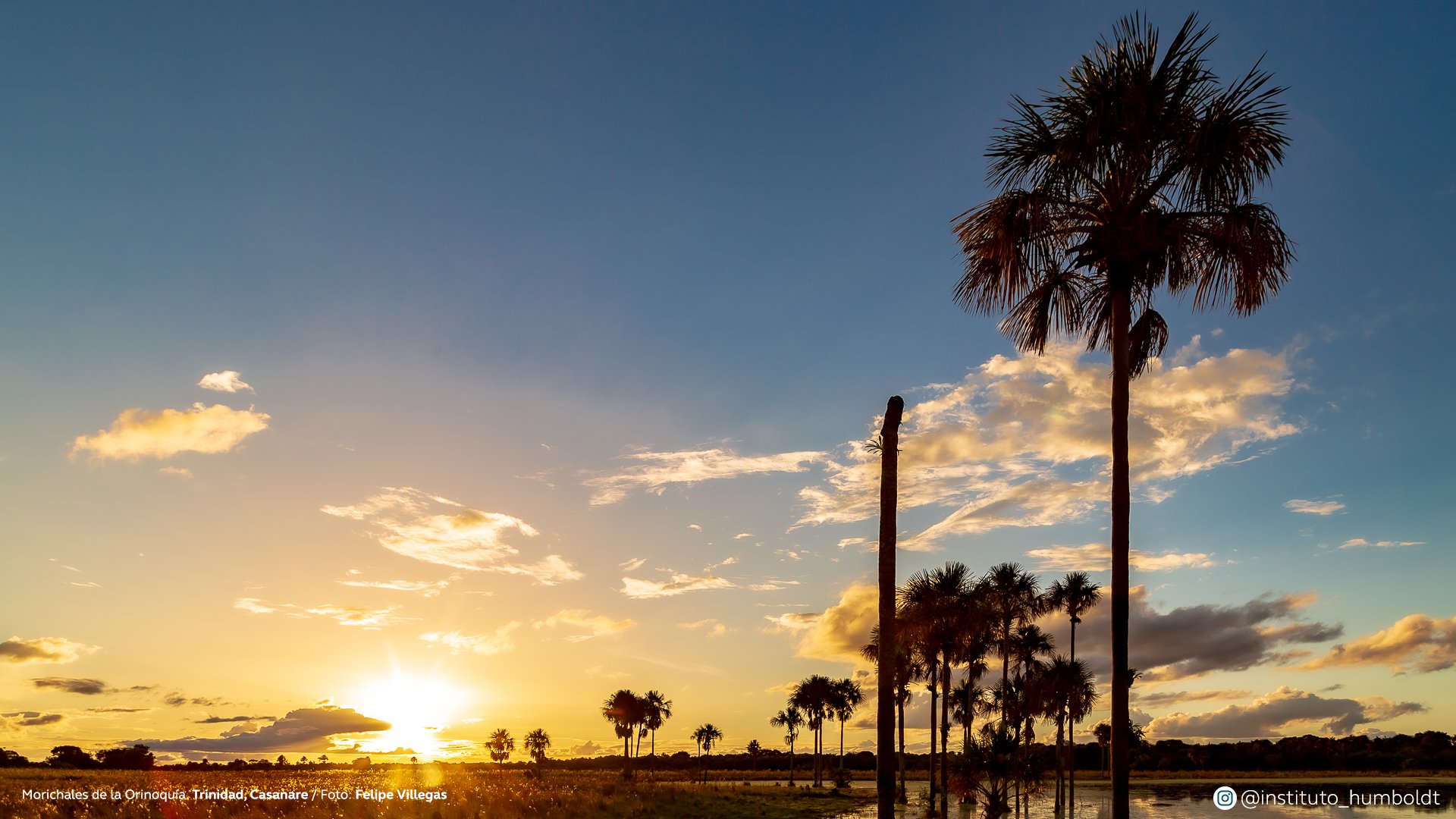 Llanos Orientales | Los morichales, un paraíso natural