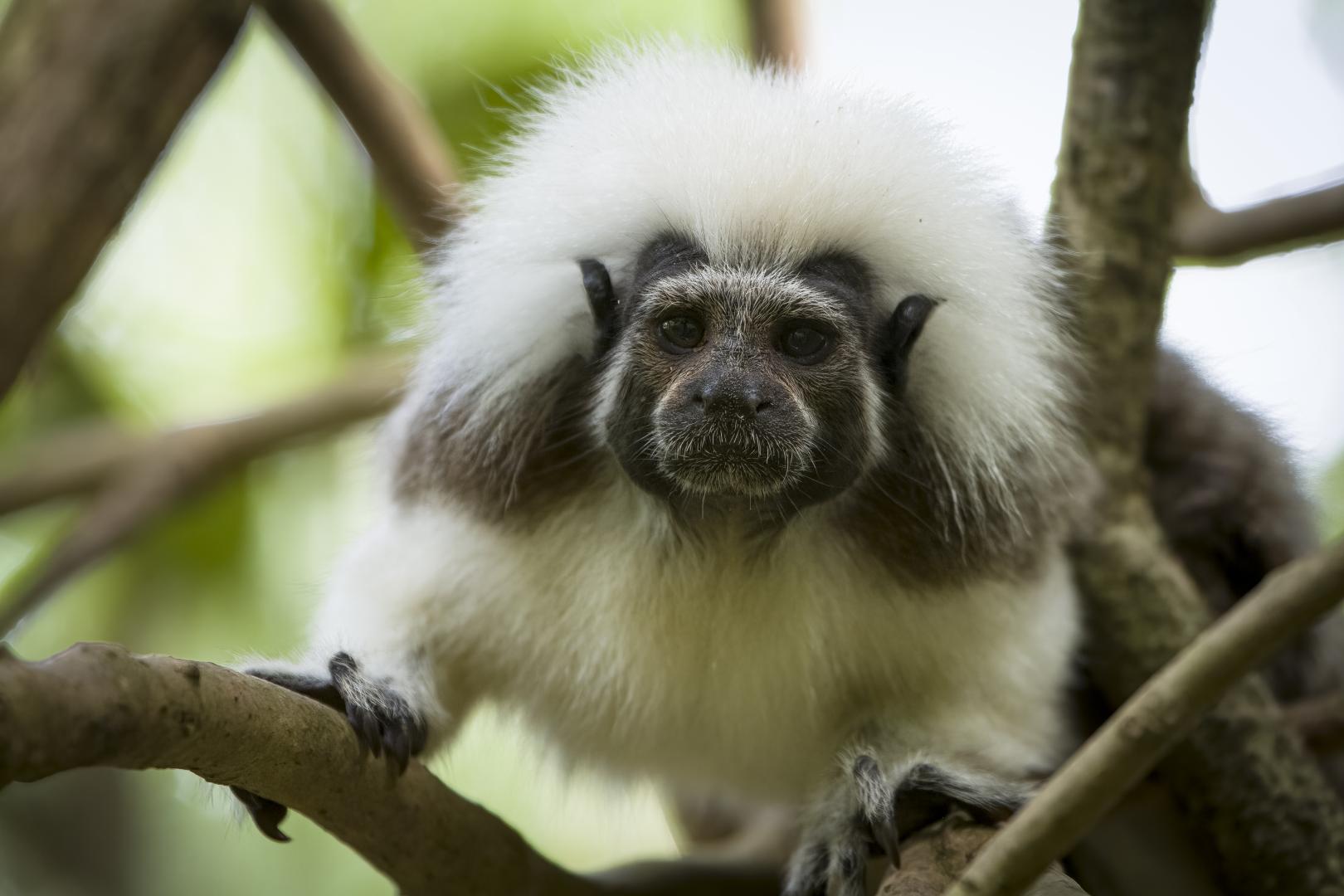 Salvando primates: estreno en Colombia 2023 | Cine