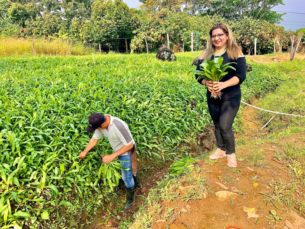 Campo colombiano | El cilantro cimarrón del Huila