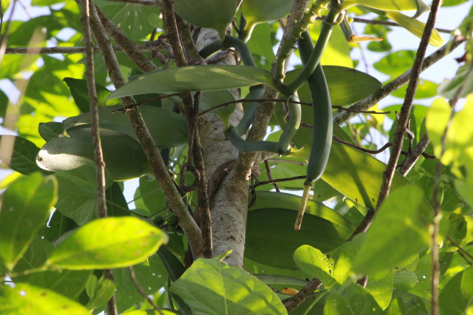 Vainilla chocoana, oportunidad para el desarrollo de la bioeconomía
