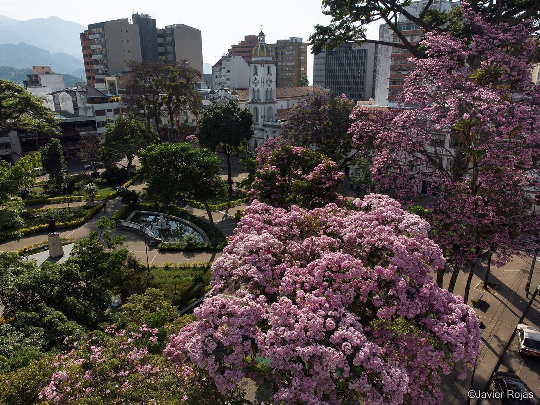 Florecimiento de los ocobos en Ibagué: un espectáculo natural de color rosa