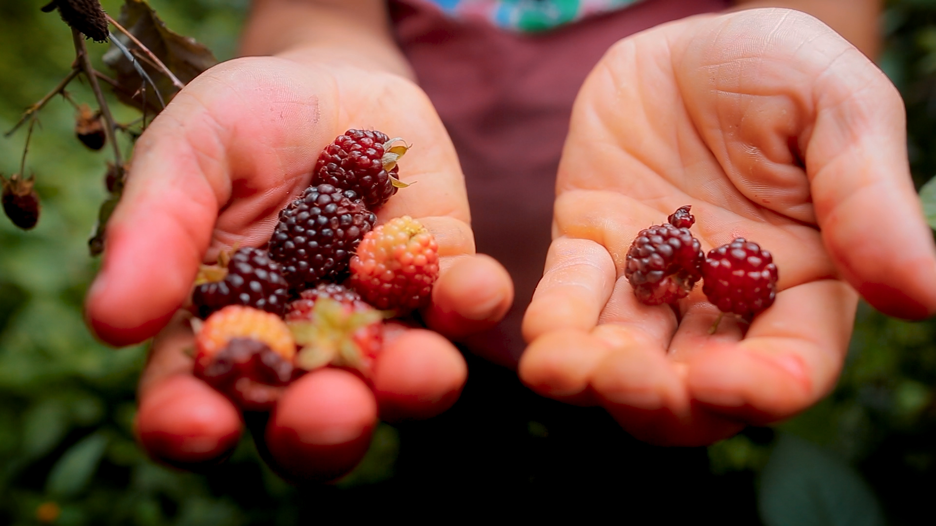 Cultivo de mora en Colombia: historia de un cultivo casi infinito