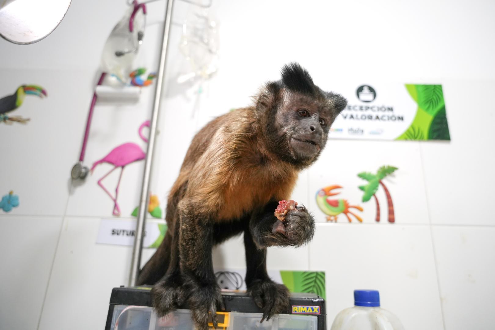Dos monos fueron rescatados en Algeciras y Gigante, en el Huila