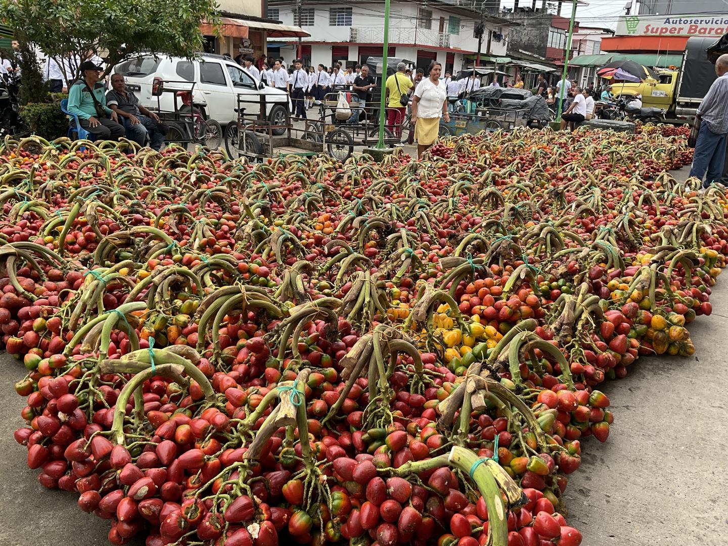 Chontaduro: beneficios, cultivo y producción en Putumayo