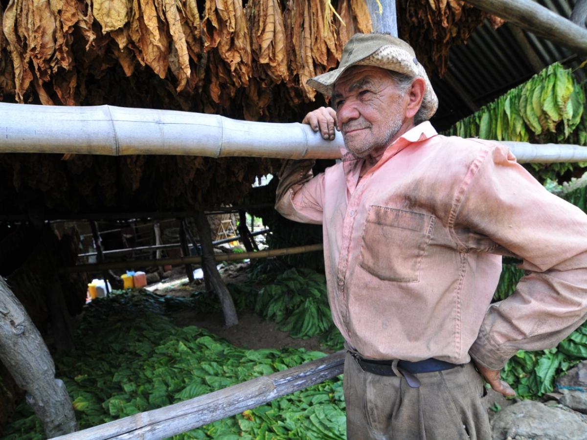 Panorama cultivo de tabaco en Colombia 2023: Santander y Huila