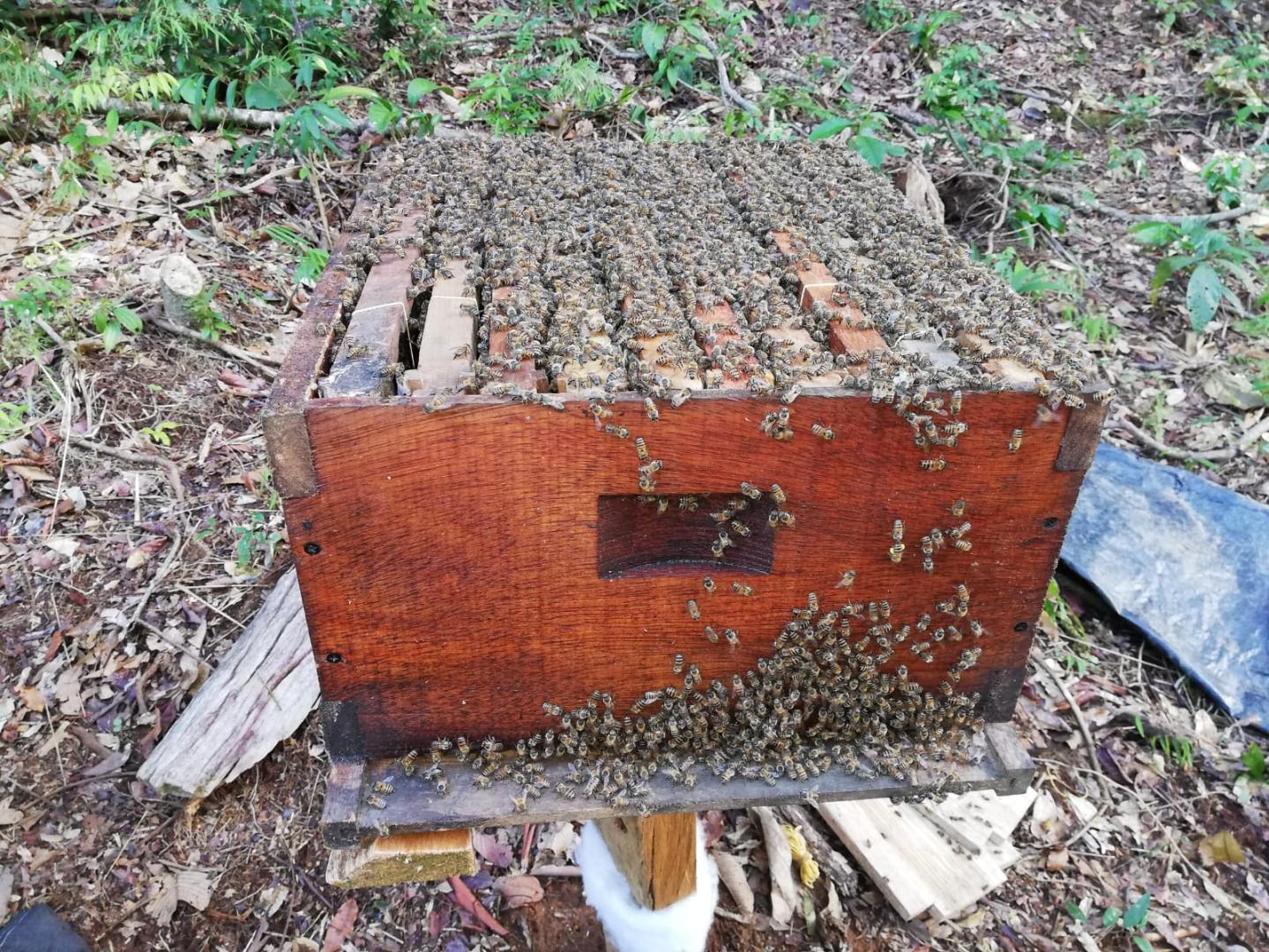 Apicultura: historia, qué es y beneficios