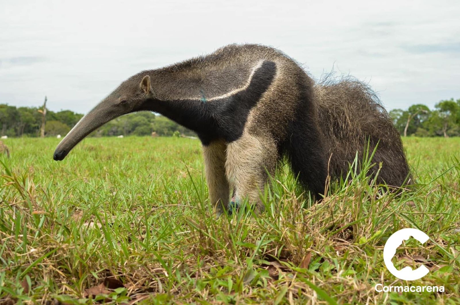 Animales del Meta que están en peligro de extinción