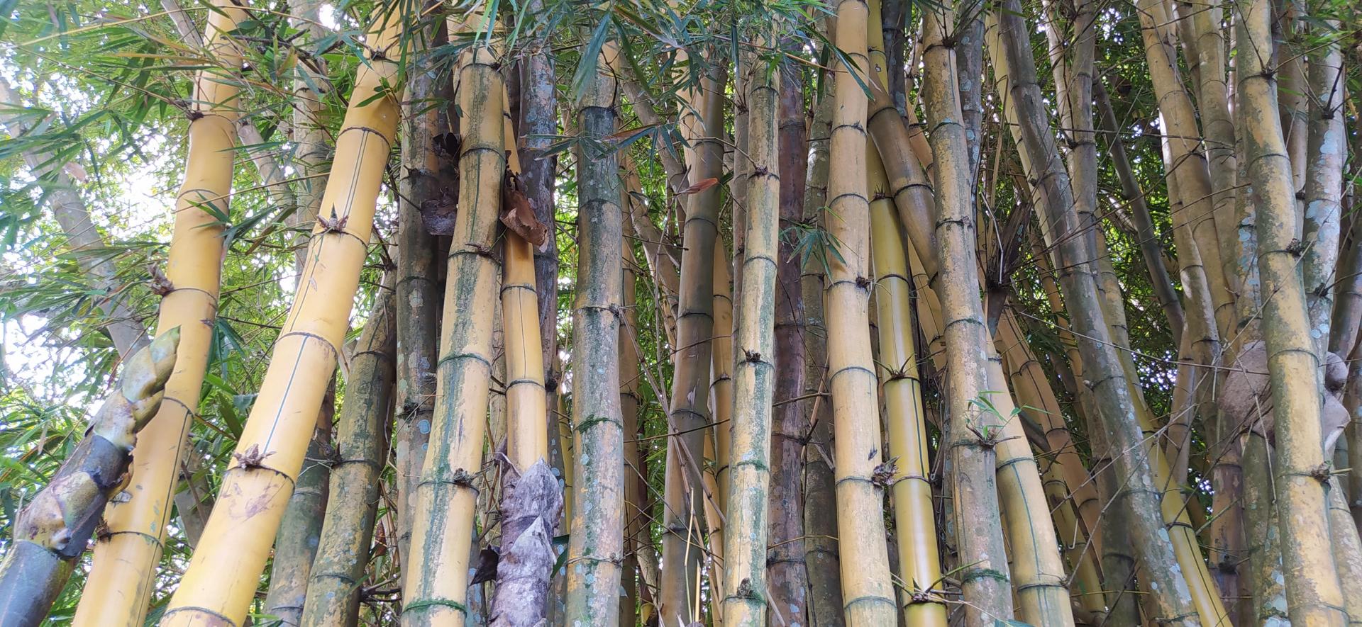 Simposio internacional de la Guadua y el Bambú 2023: lugar y agenda