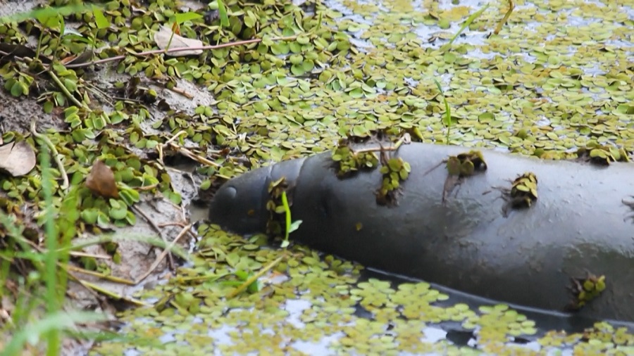 Manatí en Colombia: una especie en vía de extinción