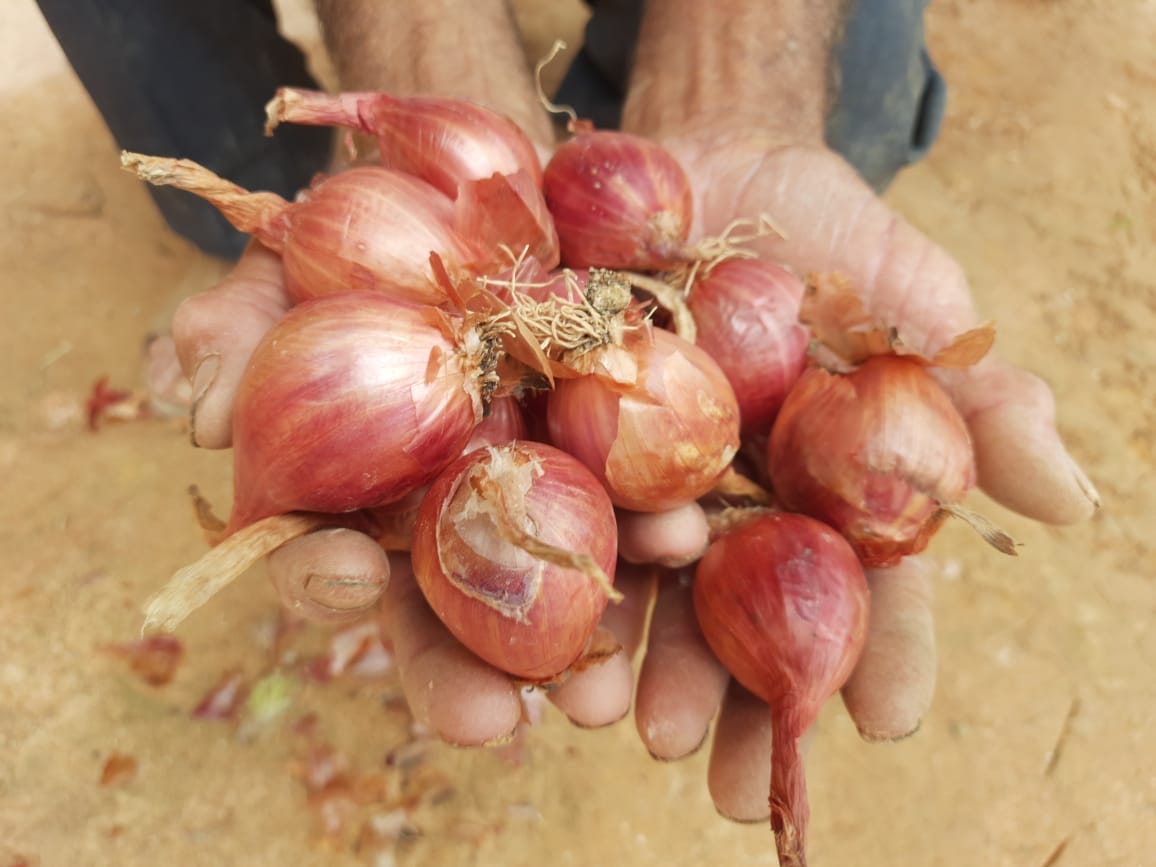 Campesinos colombianos | La cebolla ocañera está de regreso