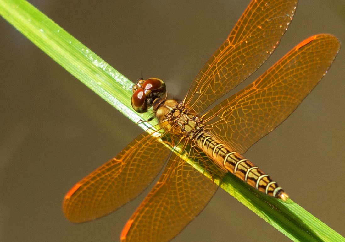 Top 10 de los insectos polinizadores del Amazonas