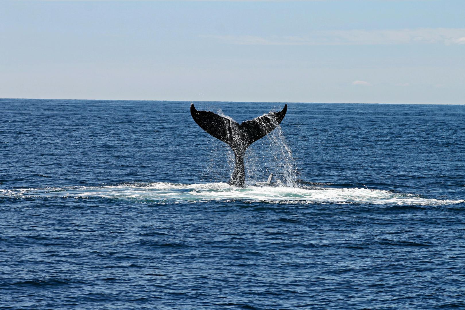 de qué color ven las ballenas