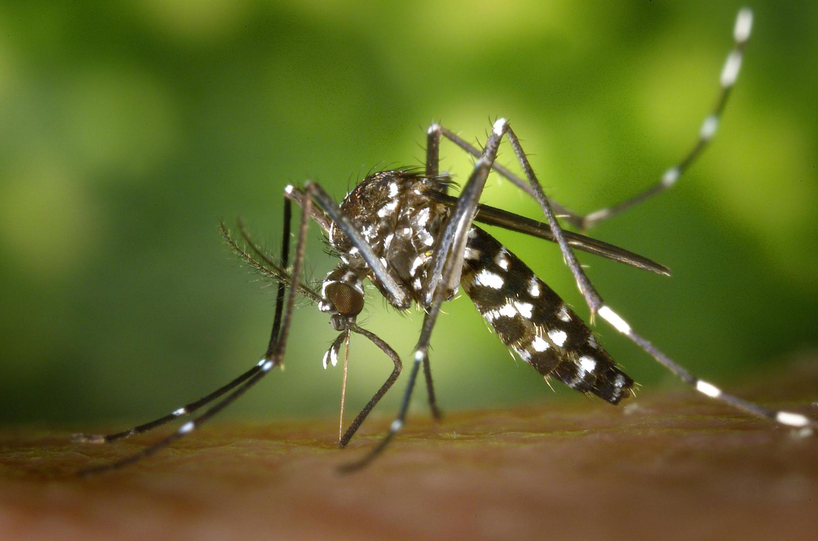 Una "biofábrica" de mosquitos en Colombia lucha contra el dengue