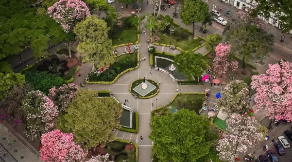 Florecimiento de los ocobos en Ibagué: un espectáculo natural de color rosa