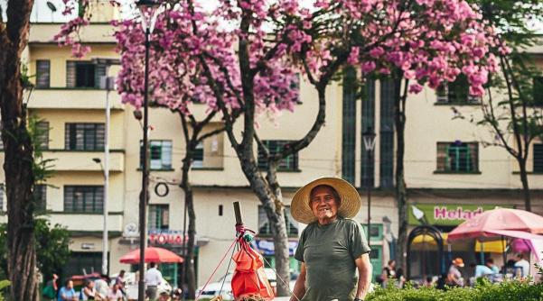 Florecimiento de los ocobos en Ibagué: un espectáculo natural de color rosa