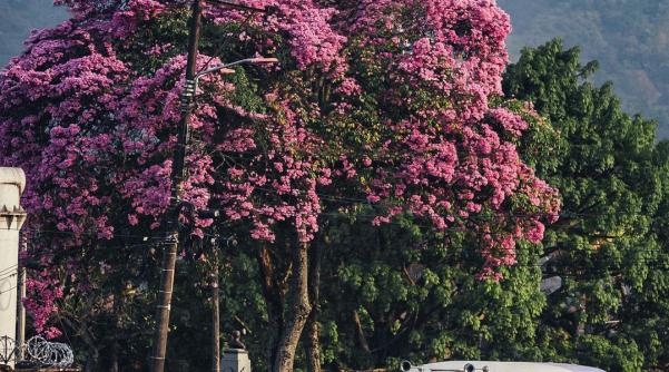 Florecimiento de los ocobos en Ibagué: un espectáculo natural de color rosa