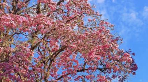 Florecimiento de los ocobos en Ibagué: un espectáculo natural de color rosa