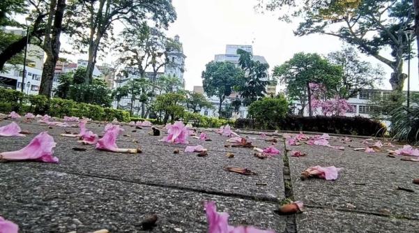 Florecimiento de los ocobos en Ibagué: un espectáculo natural de color rosa