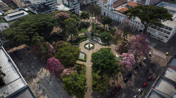Florecimiento de los ocobos en Ibagué: un espectáculo natural de color rosa