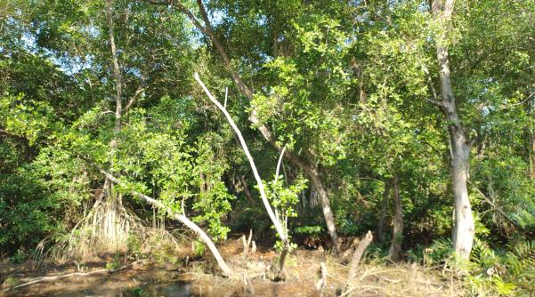 Ecoparque Ciénaga de Mallorquín: horario y recomendaciones | Barranquilla