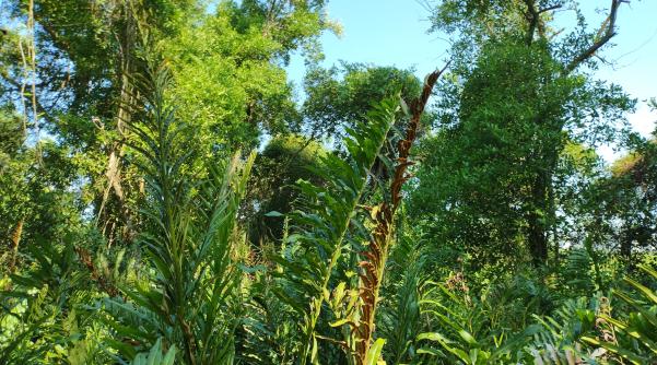 Ecoparque Ciénaga de Mallorquín: horario y recomendaciones | Barranquilla