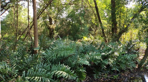 Ecoparque Ciénaga de Mallorquín: horario y recomendaciones | Barranquilla