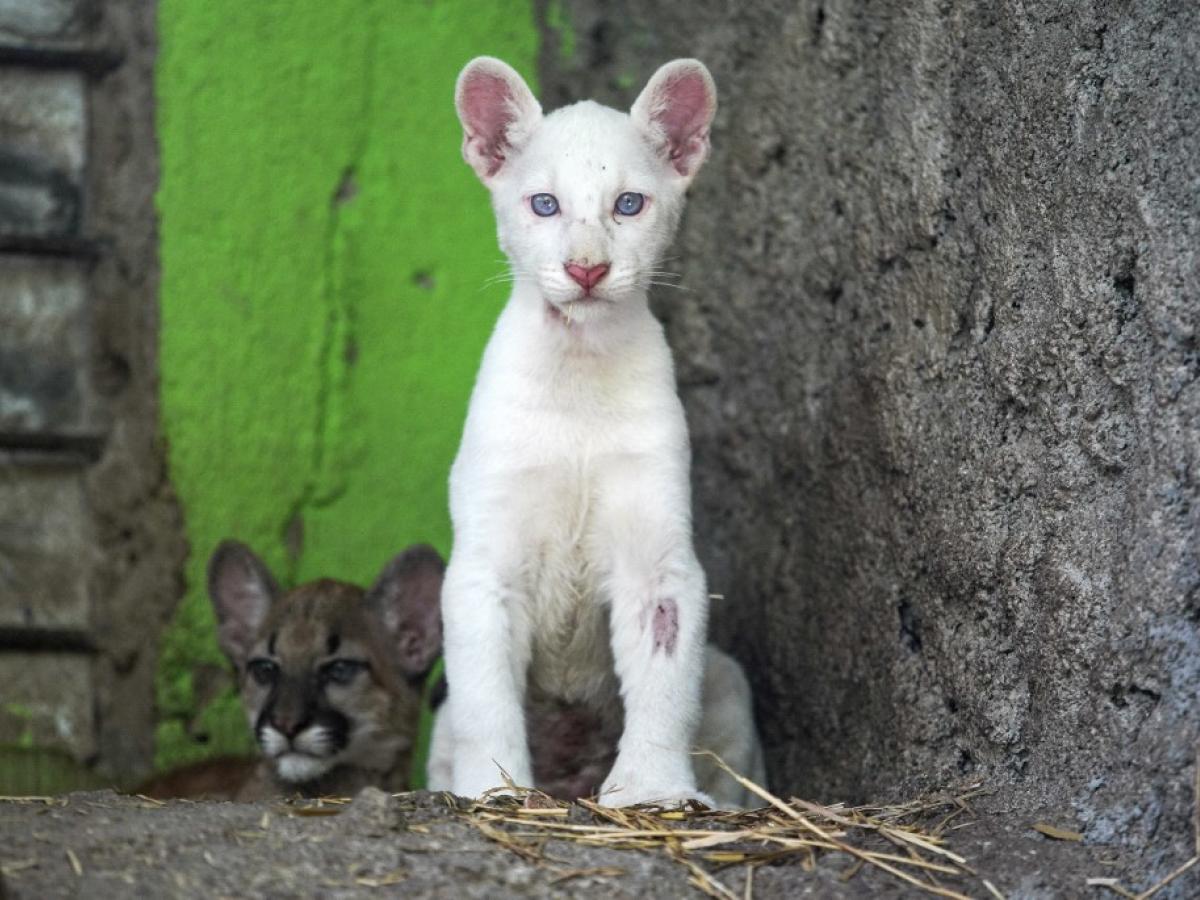 Puma albino: así vive en zoológico de Nicaragua