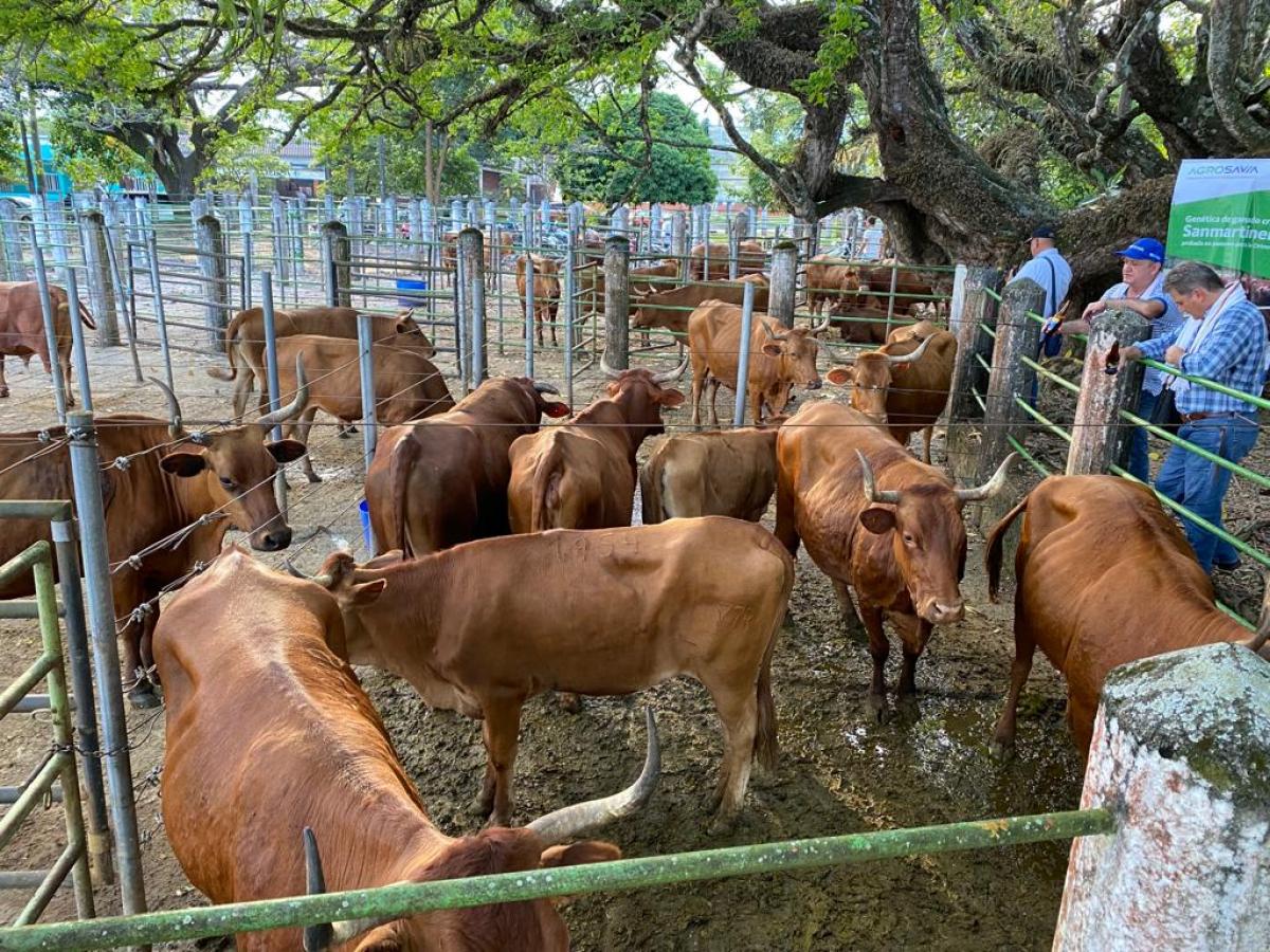 Ganado criollo Sanmartinero: patrimonio genético, cultural y económico ...