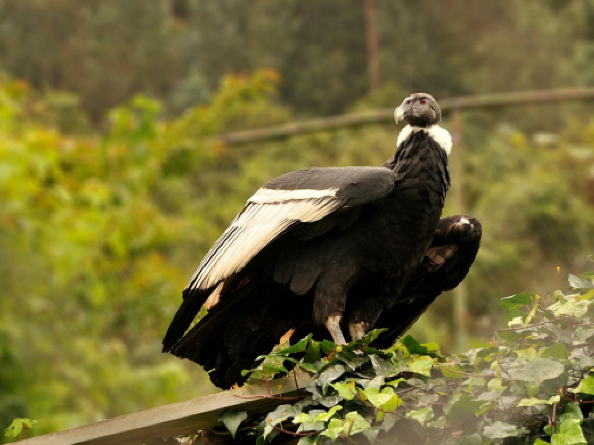 Cóndor de los Andes | Acamco: promoviendo su cuidado y respeto