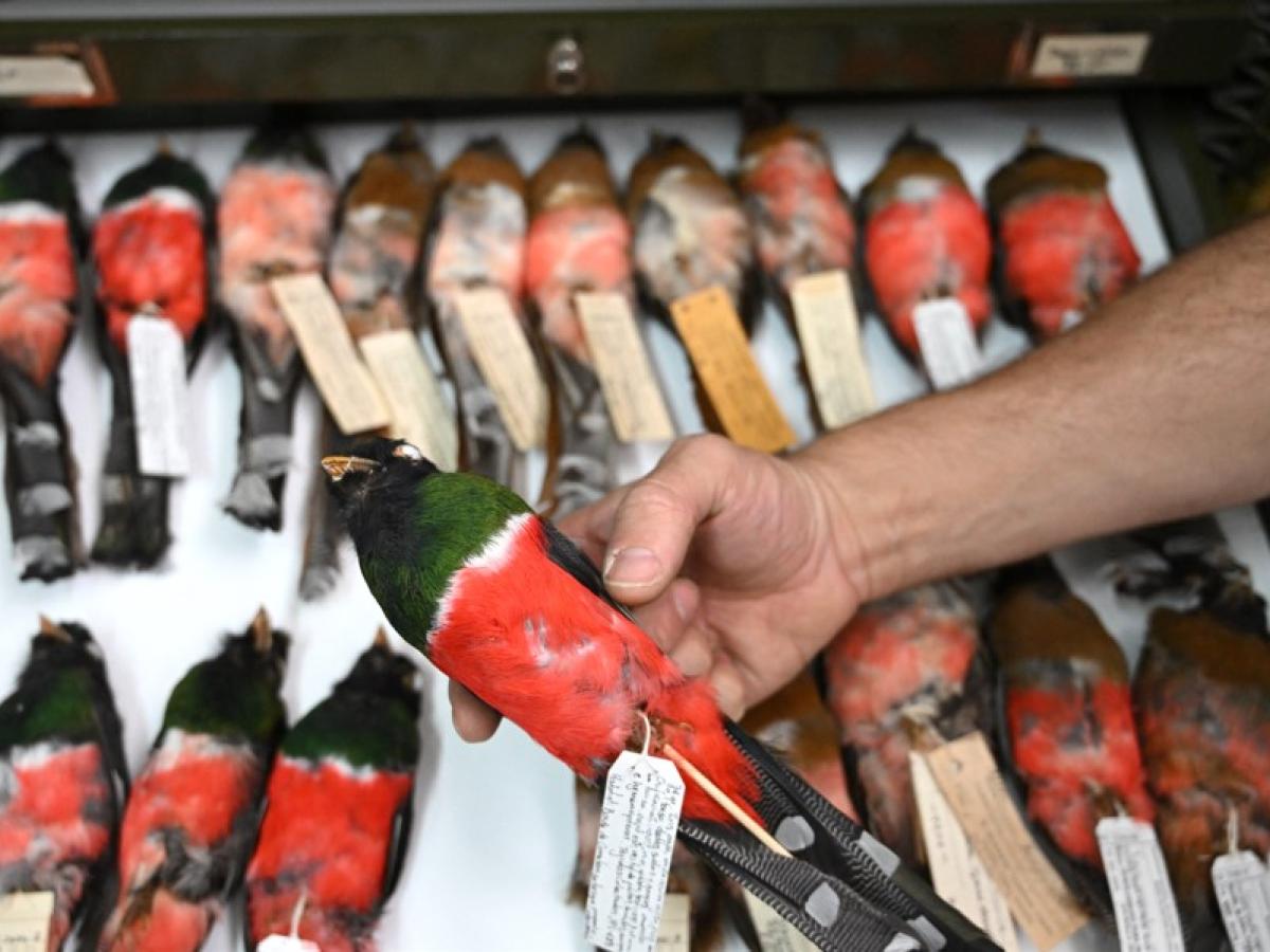 Universidad Nacional de Colombia: en peligro colección de aves