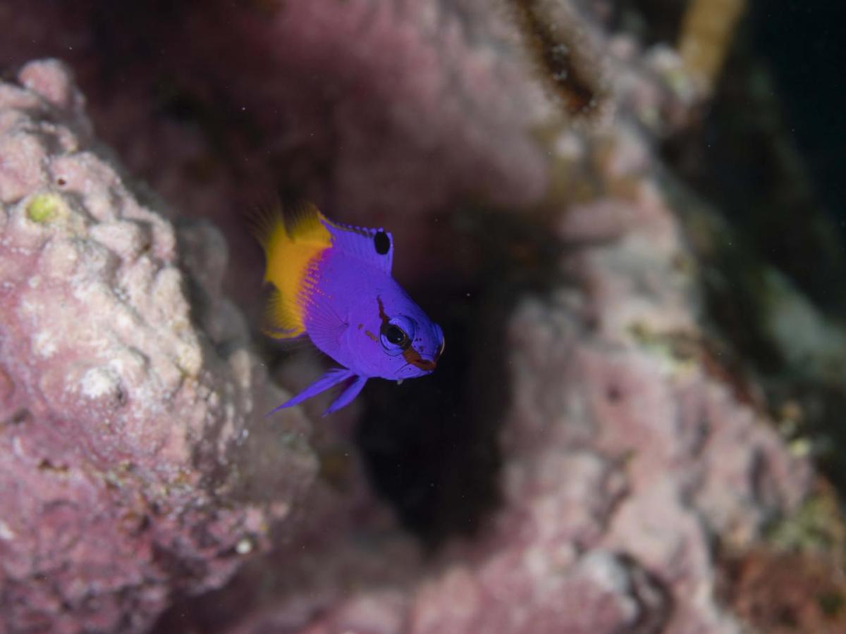 Reserva Seaflower: Sigflower: un sistema de información geográfica