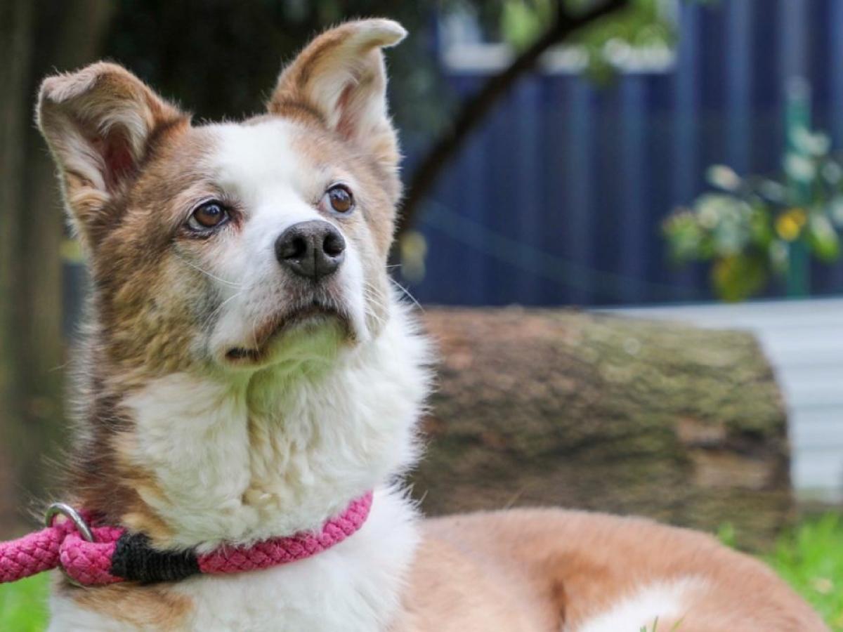 Día del Perro sin Raza y todo lo que debes saber sobre esta fecha